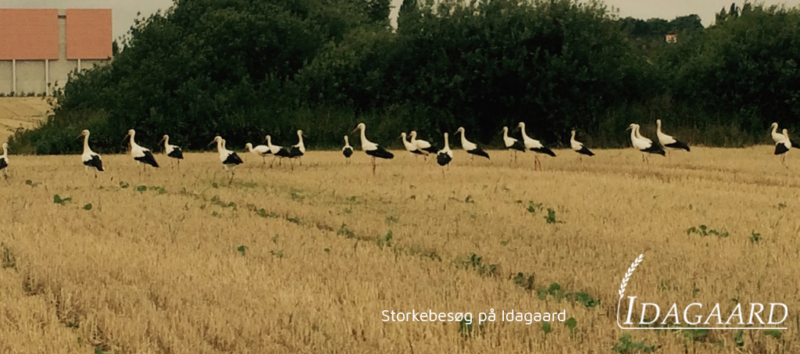 Idagaard – Moderne landbrug i udvikling